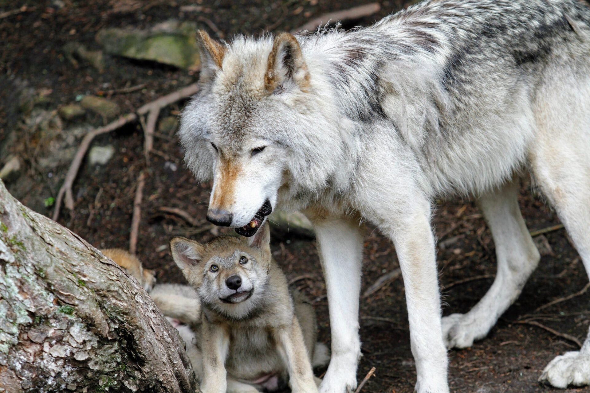 Restaurar la biodiversidad: Cómo los aullidos volvieron a Yellowstone ...