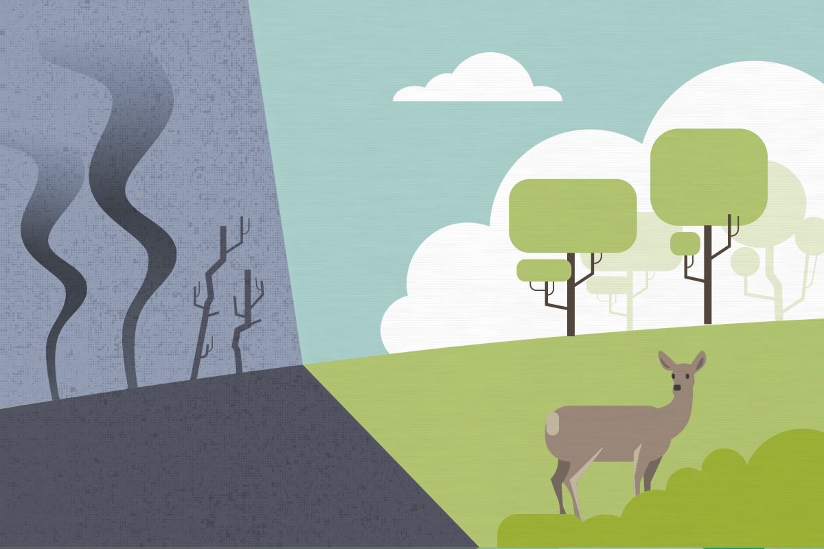 Reforestar para sembrar esperanza - Ethic : Ethic