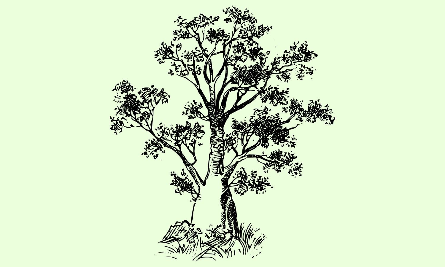 La desaparición del baobab - Ethic : Ethic