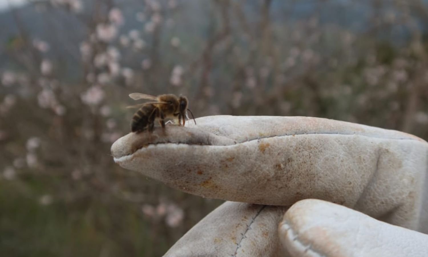 «Repolinizar» España con una abeja por cada español - Ethic : Ethic